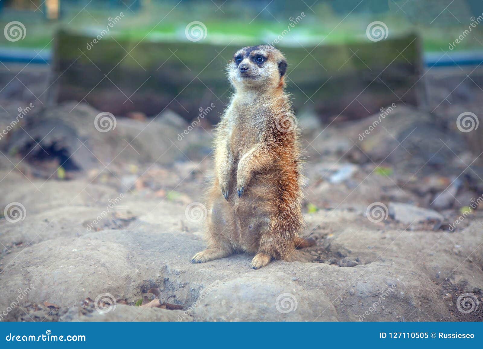 Cute suricate stock image. Image of creature, africa - 127110505