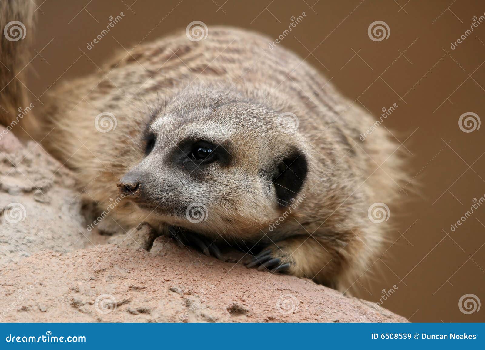 Cute Suricate or Meerkat stock image. Image of cute, portrait - 6508539