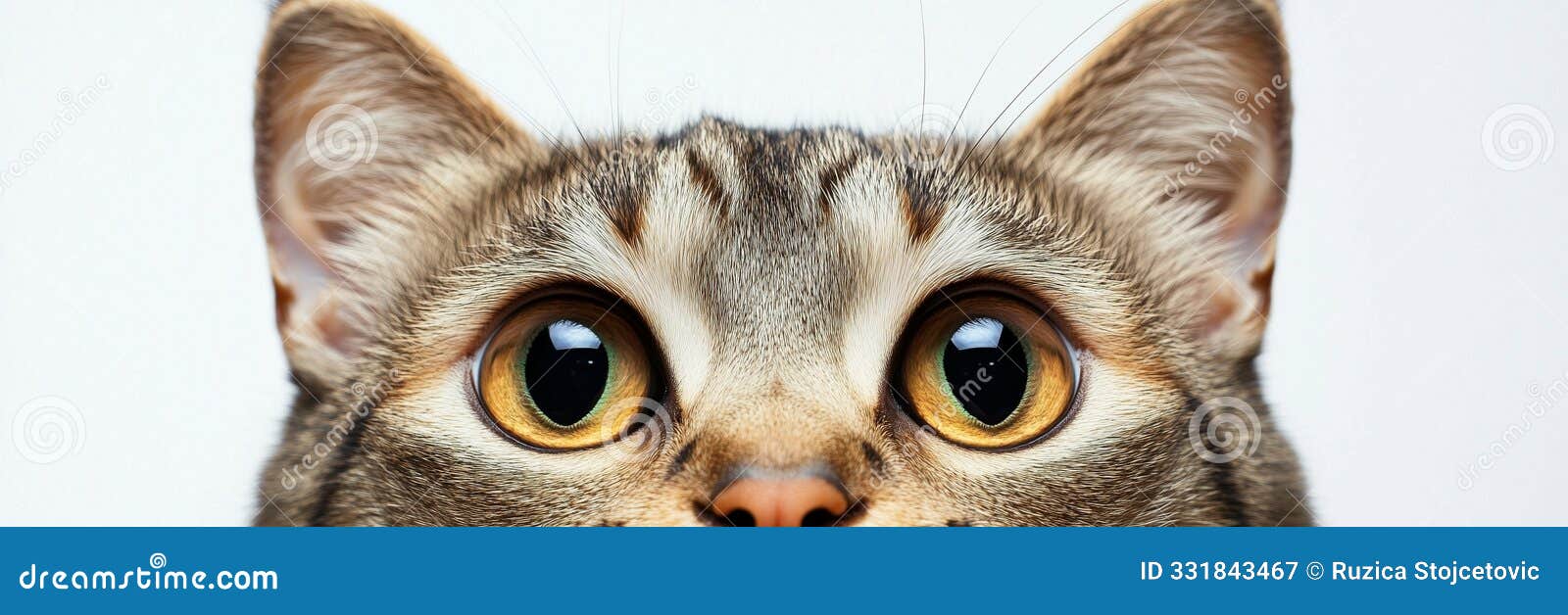 Cute Surprised Cat Looking at the Camera Ai Photo Stock Illustration ...