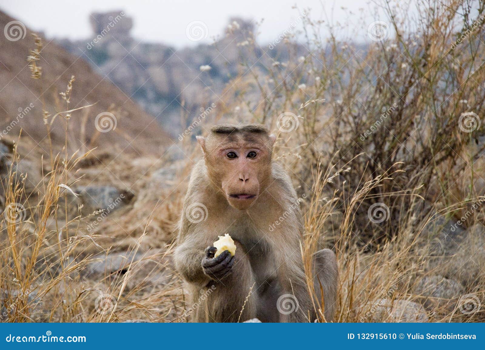 A Cute Surprised Monkey Eats an Apple and Looks at You. Stock Photo ...