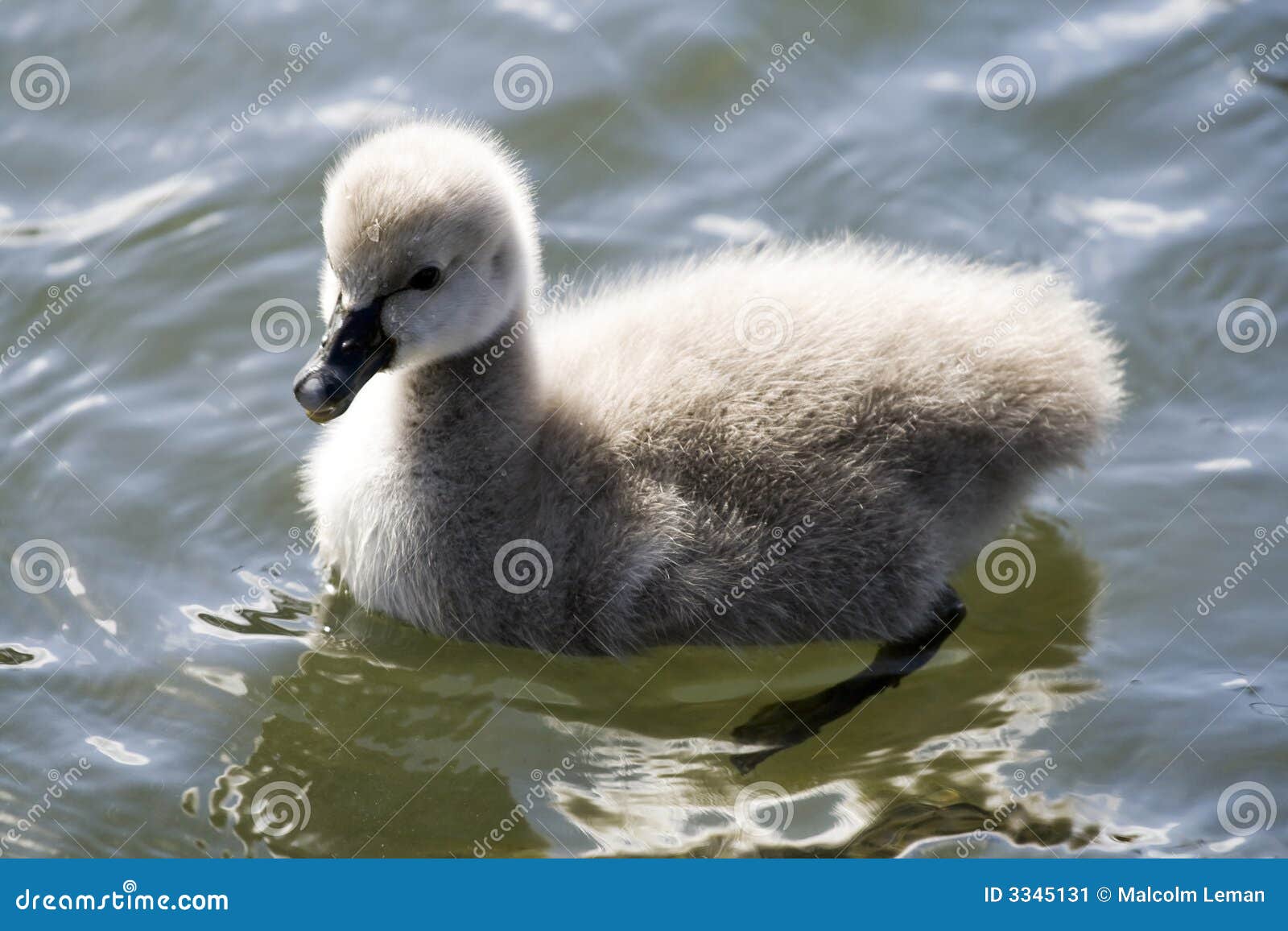 Cute Swan Cygnet stock image. Image of flying, swannery - 3345131