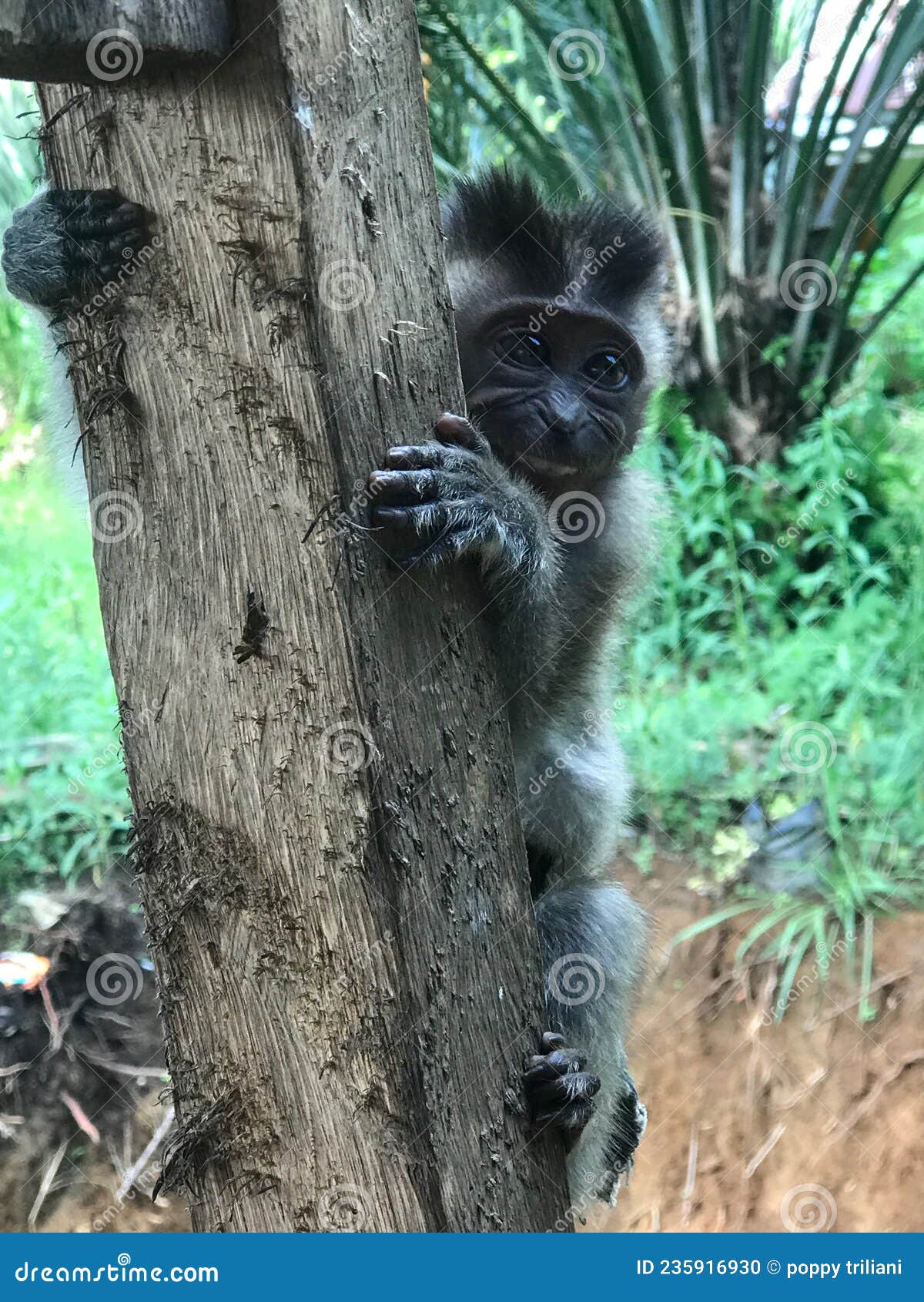 Cute sweet stock photo. Image of cute, wanting, monkey - 235916930