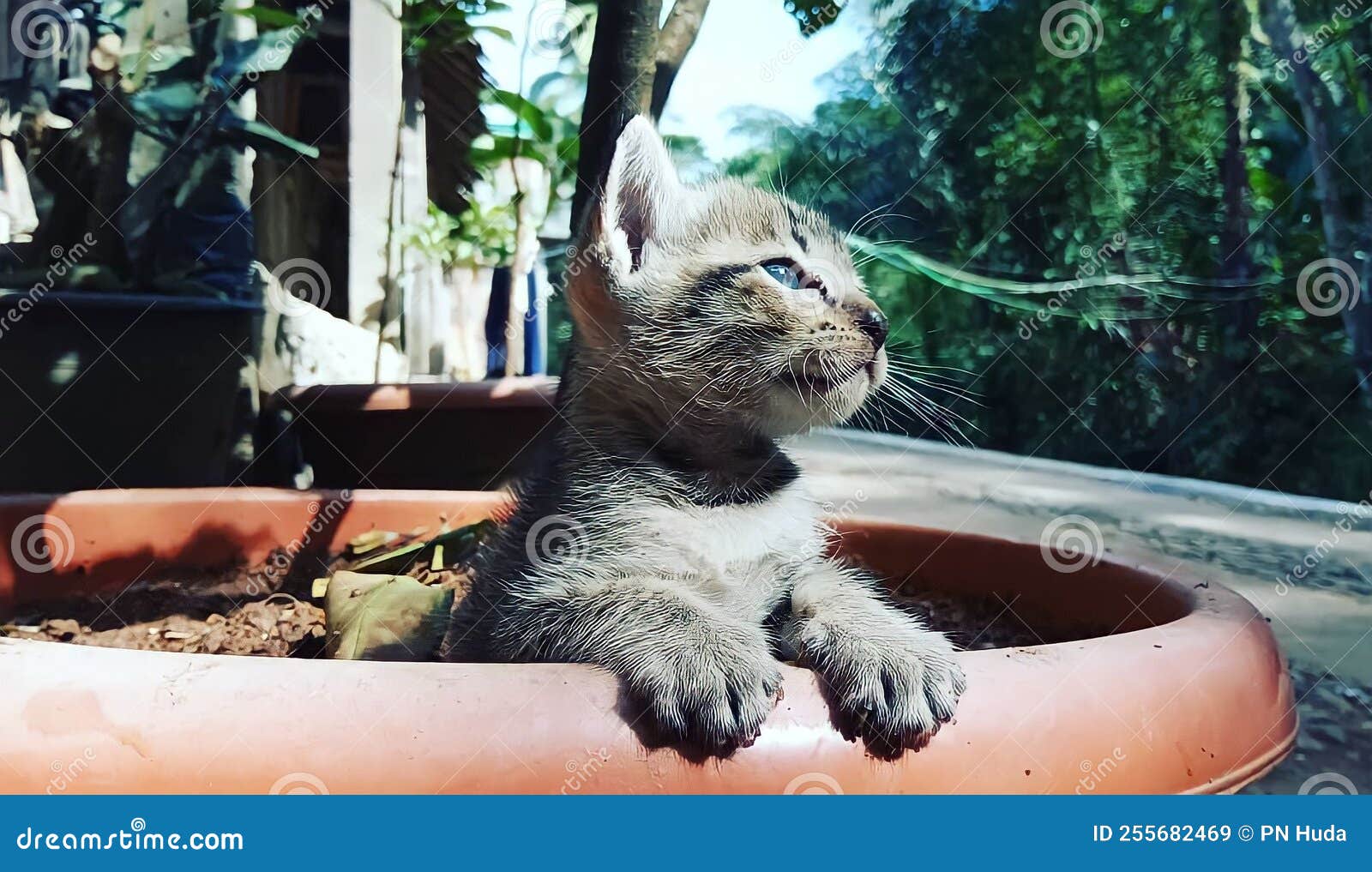 So cute and sweet cat stock image. Image of animals - 255682469