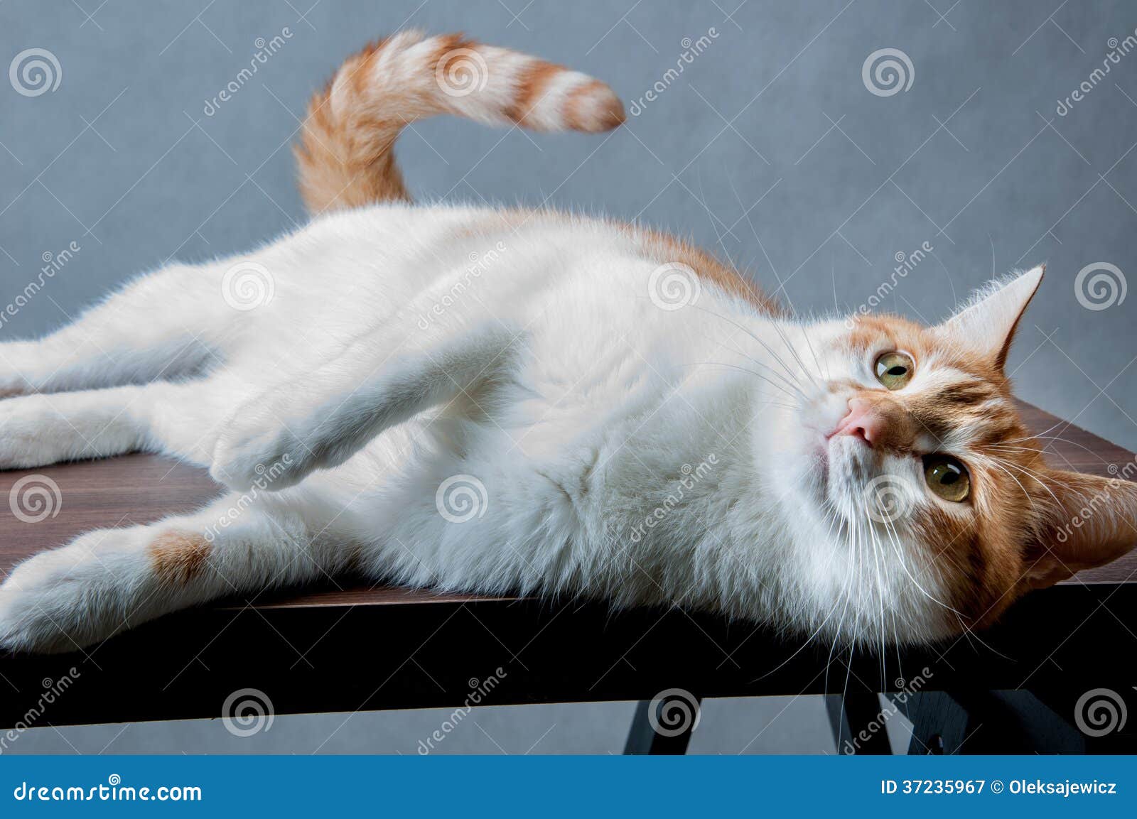 Cute, sweet cat in home stock image. Image of mammal - 37235967