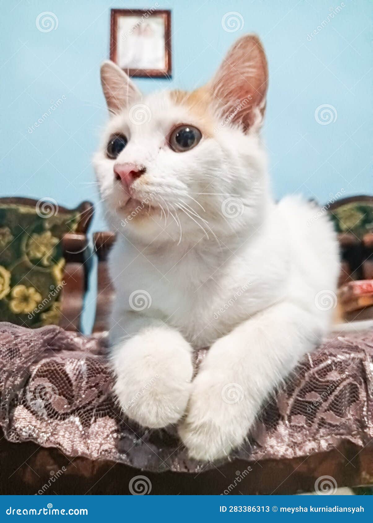 Cute and Sweety White Cat Relaxing on the Table Stock Image - Image of ...