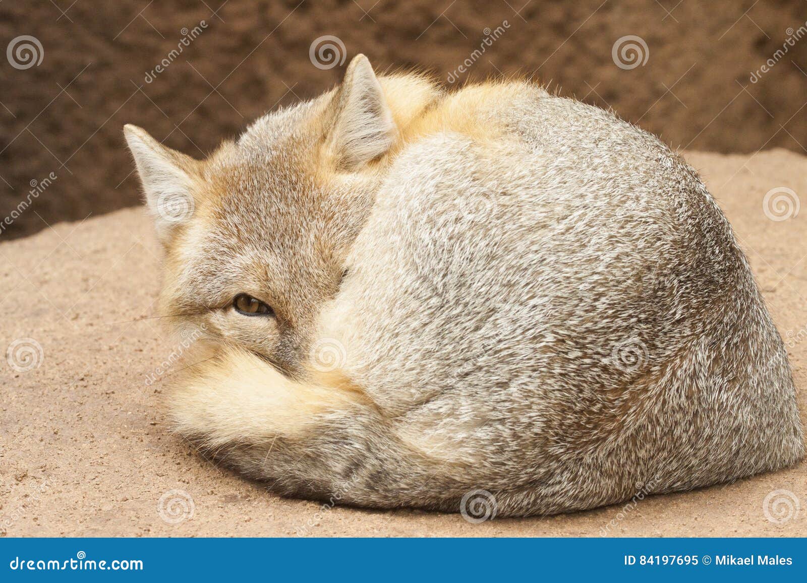 Cute swift fox stock image. Image of funny, peek, natural - 84197695