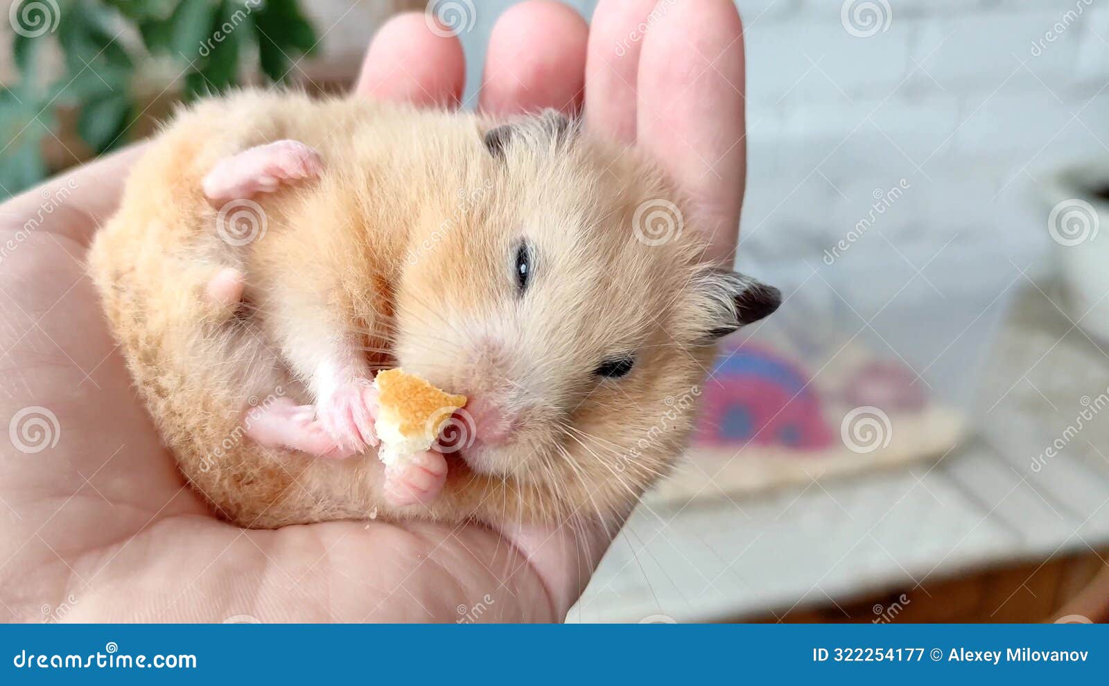 Cute Syrian Hamster Eats on the Hands Stock Image - Image of fluffy ...