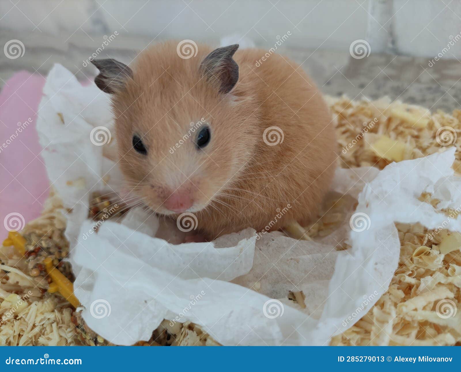 Cute Syrian Hamster Look at Camera Close-up Stock Image - Image of food ...