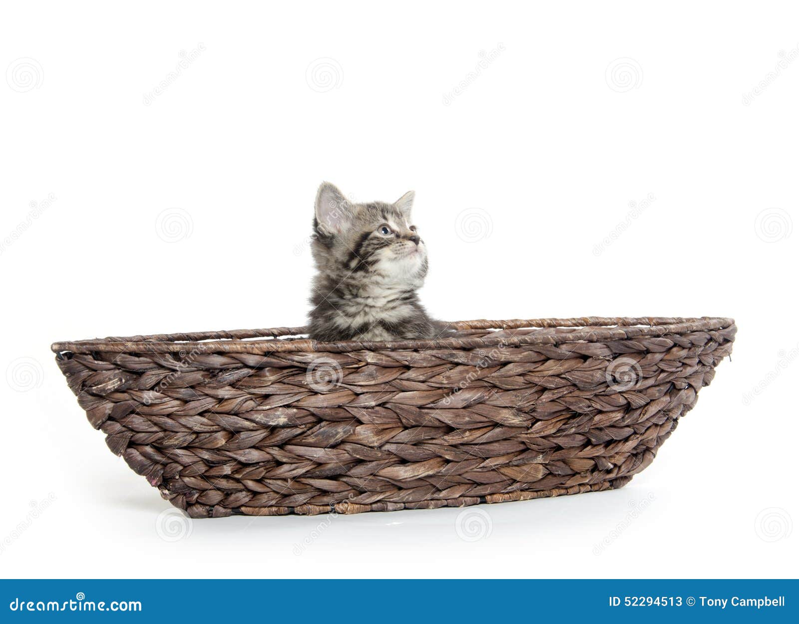 Cute tabby in boat stock image. Image of single, background - 52294513