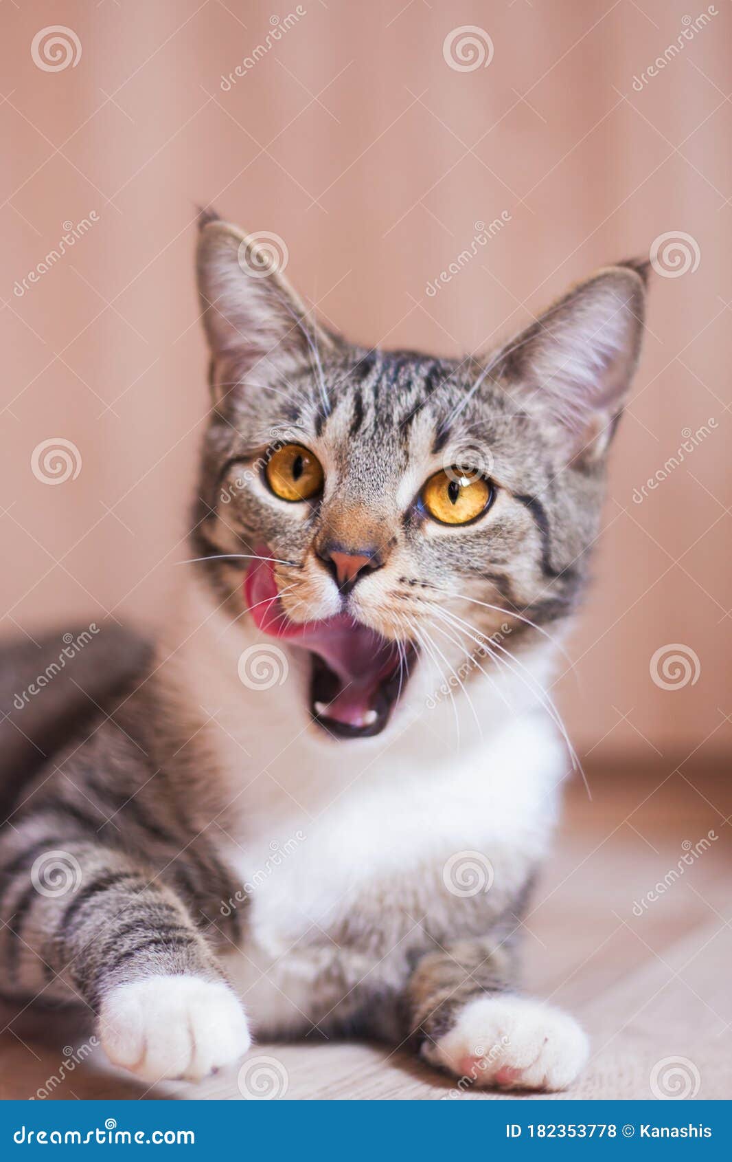 Cute Tabby Brown Cat Licking Itself Stock Photo - Image of domestic ...