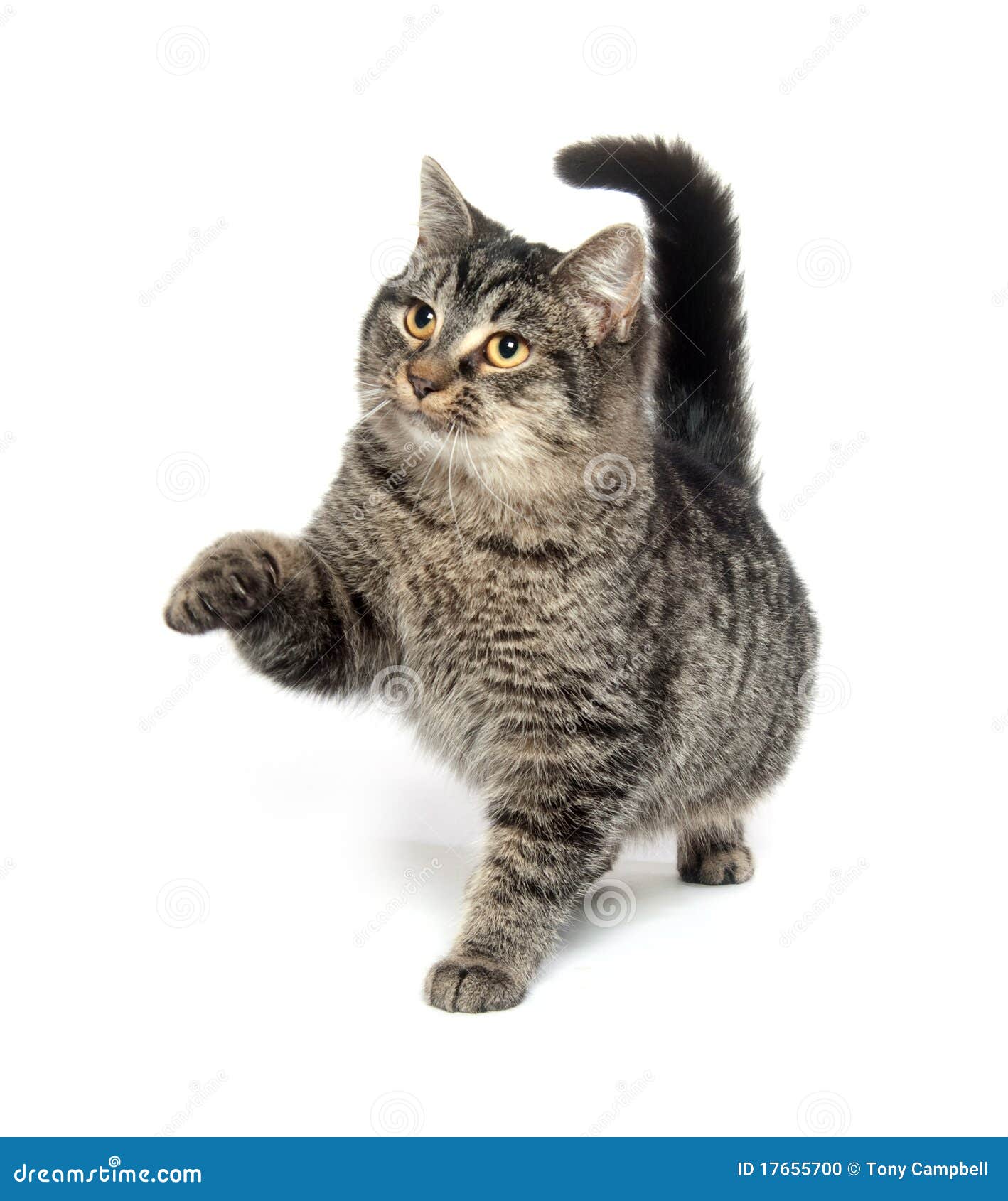 Cute tabby cat stock photo. Image of animal, cute, white - 17655700