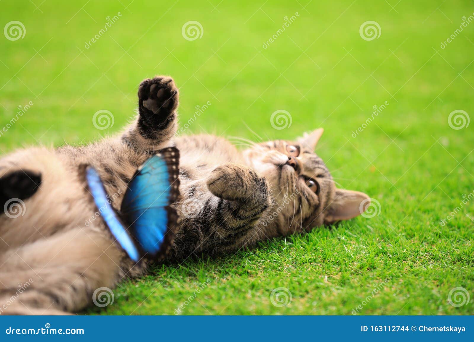 Cute Tabby Cat with Beautiful Blue Morpho Butterfly on Grass Stock ...