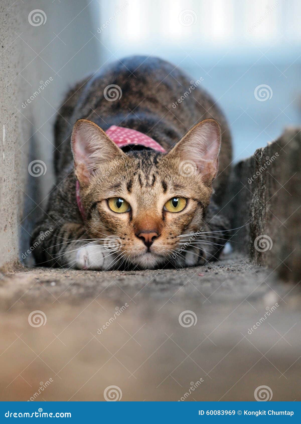 Crouching Tabby Cat On Tall Black Wrought Iron Stairs Royalty-Free ...