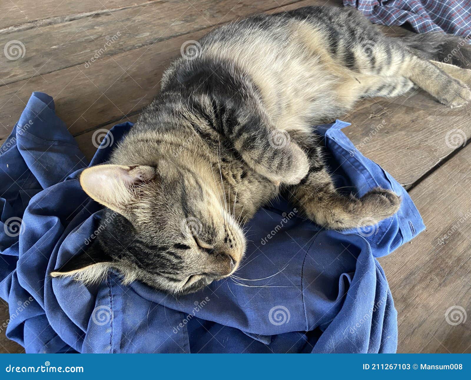 Cute tabby cat on fabric stock image. Image of domestic - 211267103