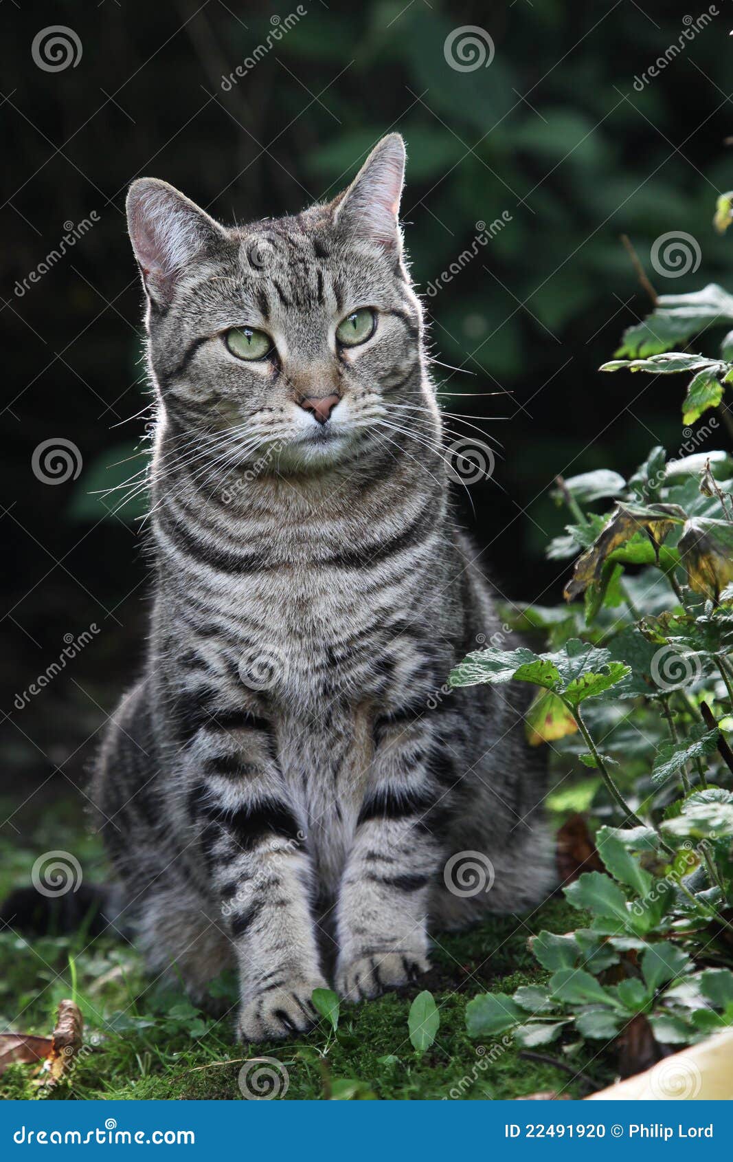 Cute tabby cat in garden stock photo. Image of tabby - 22491920