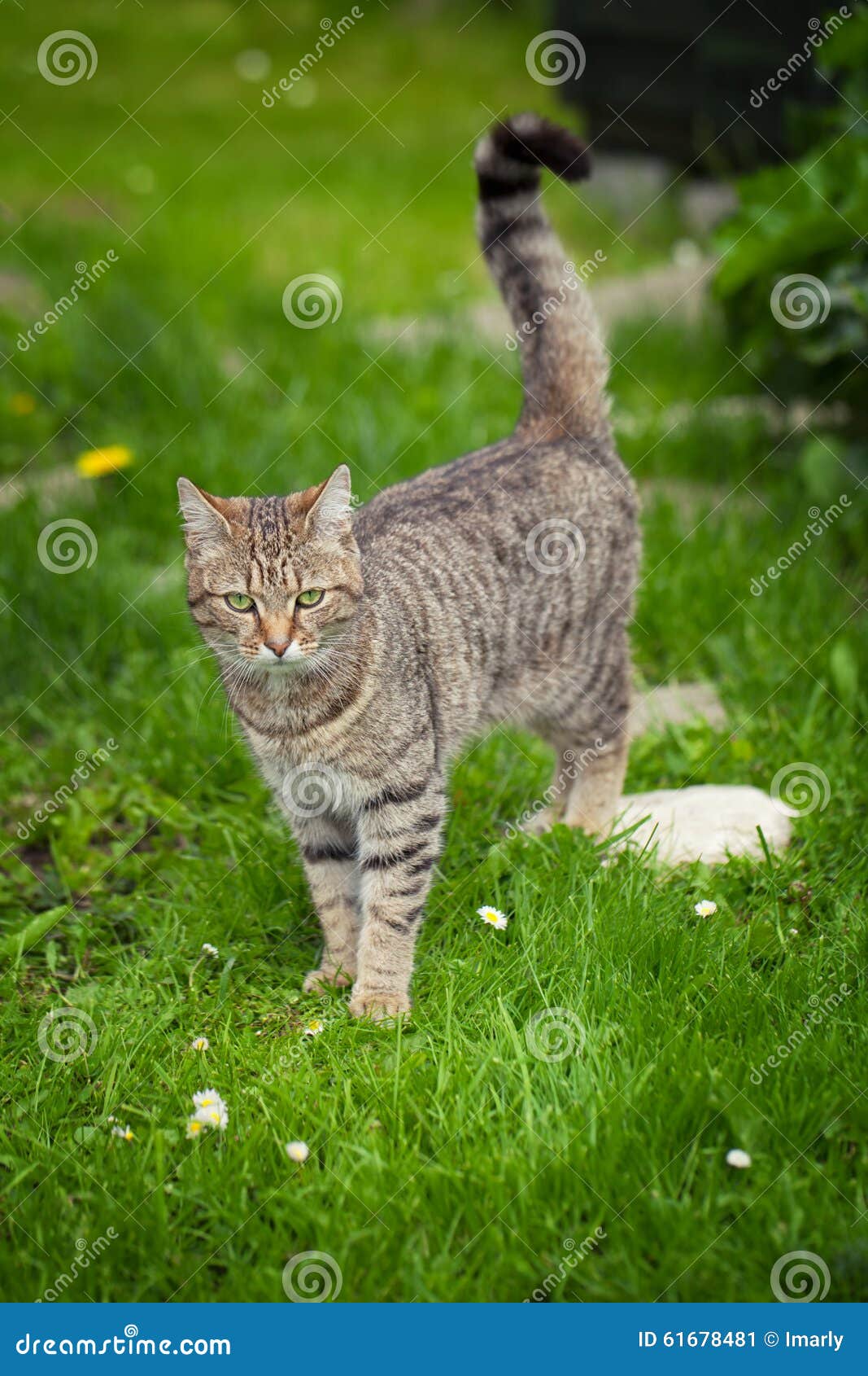 Cute Tabby Cat with Green Eyes Stock Image - Image of animal, garden ...