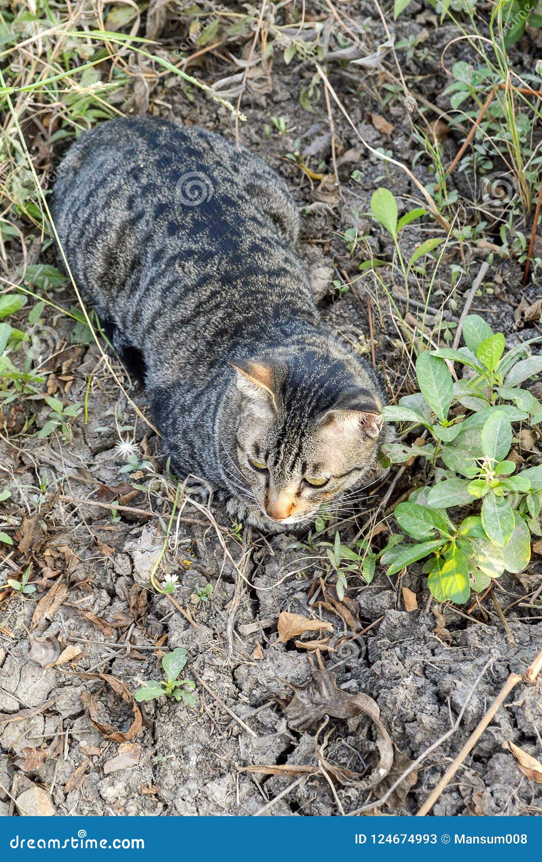 Cute Tabby Cat on the Ground Stock Image - Image of tabby, mammal ...