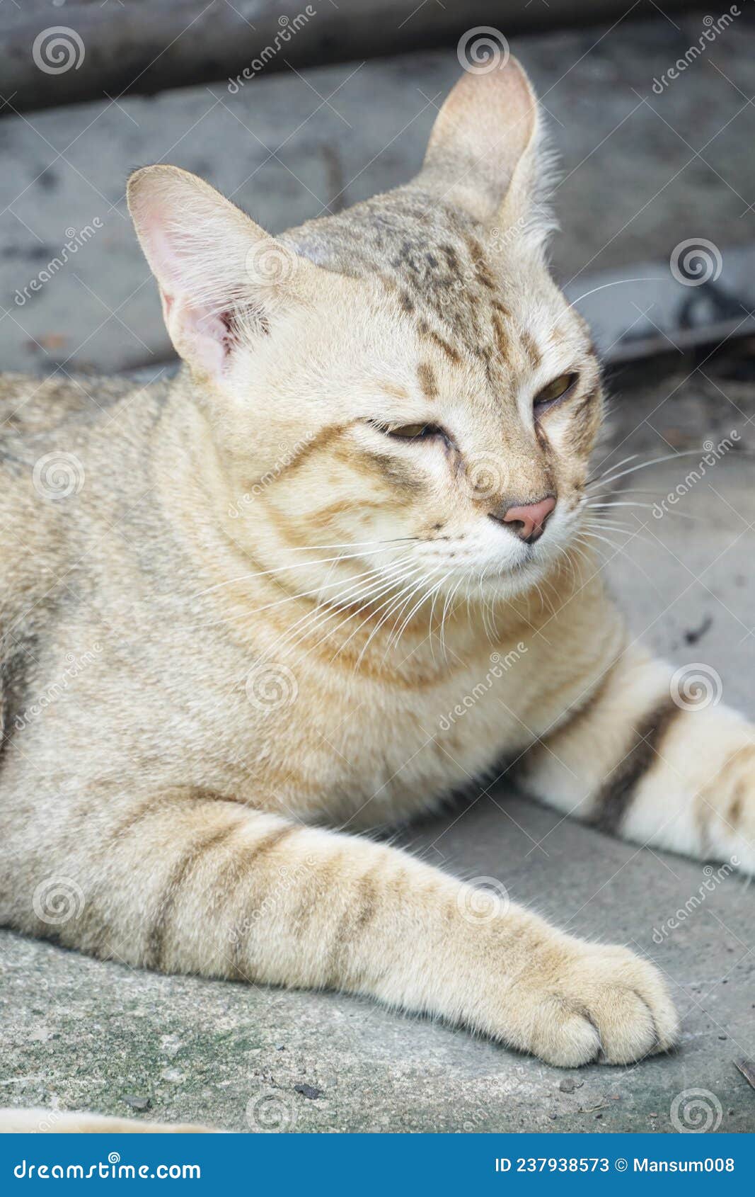 Cute Tabby Cat on the Ground Stock Image - Image of fluffy, kitty ...