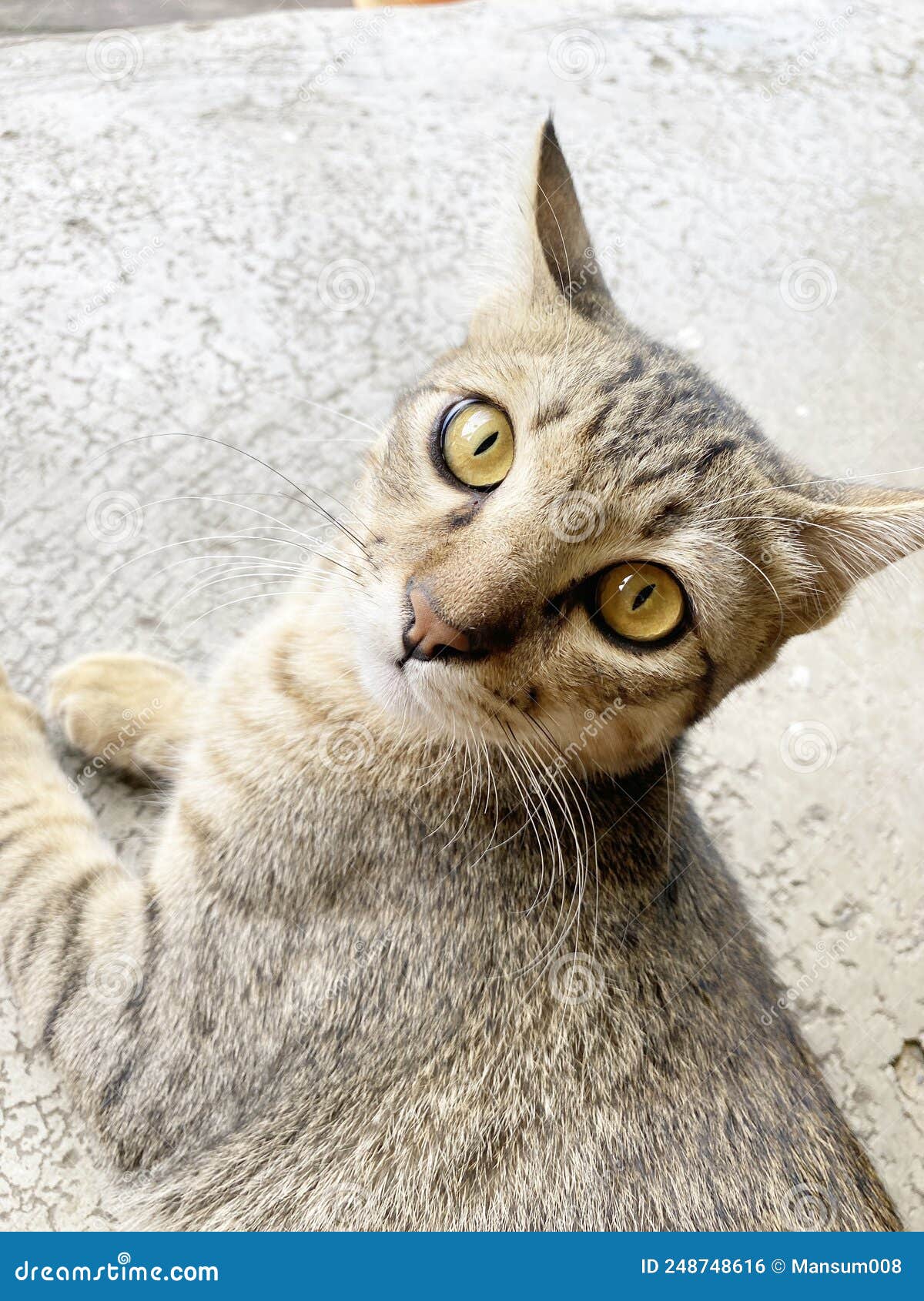 Cute Tabby Cat on the Ground Stock Photo - Image of domestic, feline ...