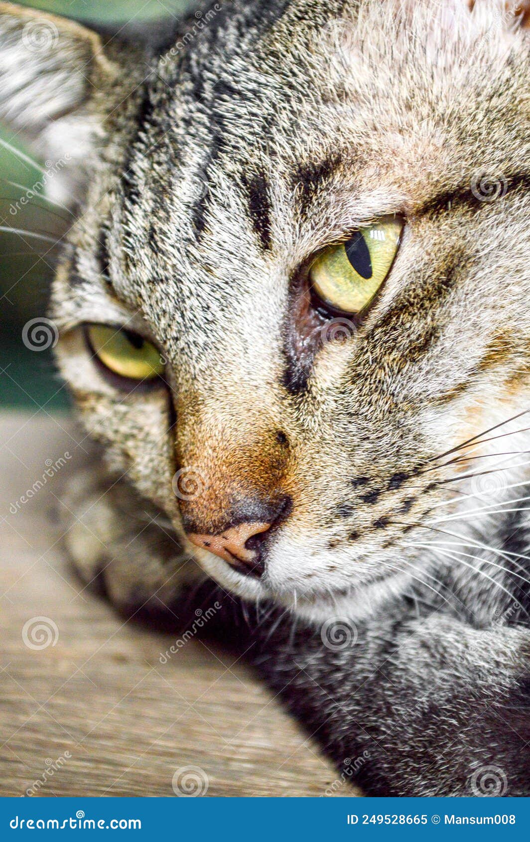 Cute Tabby Cat on the Ground Stock Image - Image of cute, feline: 249528665