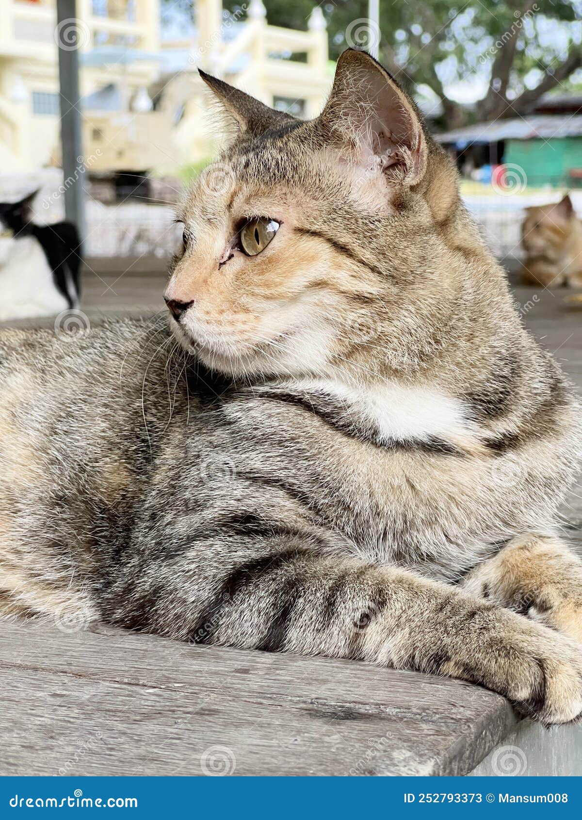 Cute Tabby Cat on the Ground Stock Image - Image of fluffy, face: 252793373