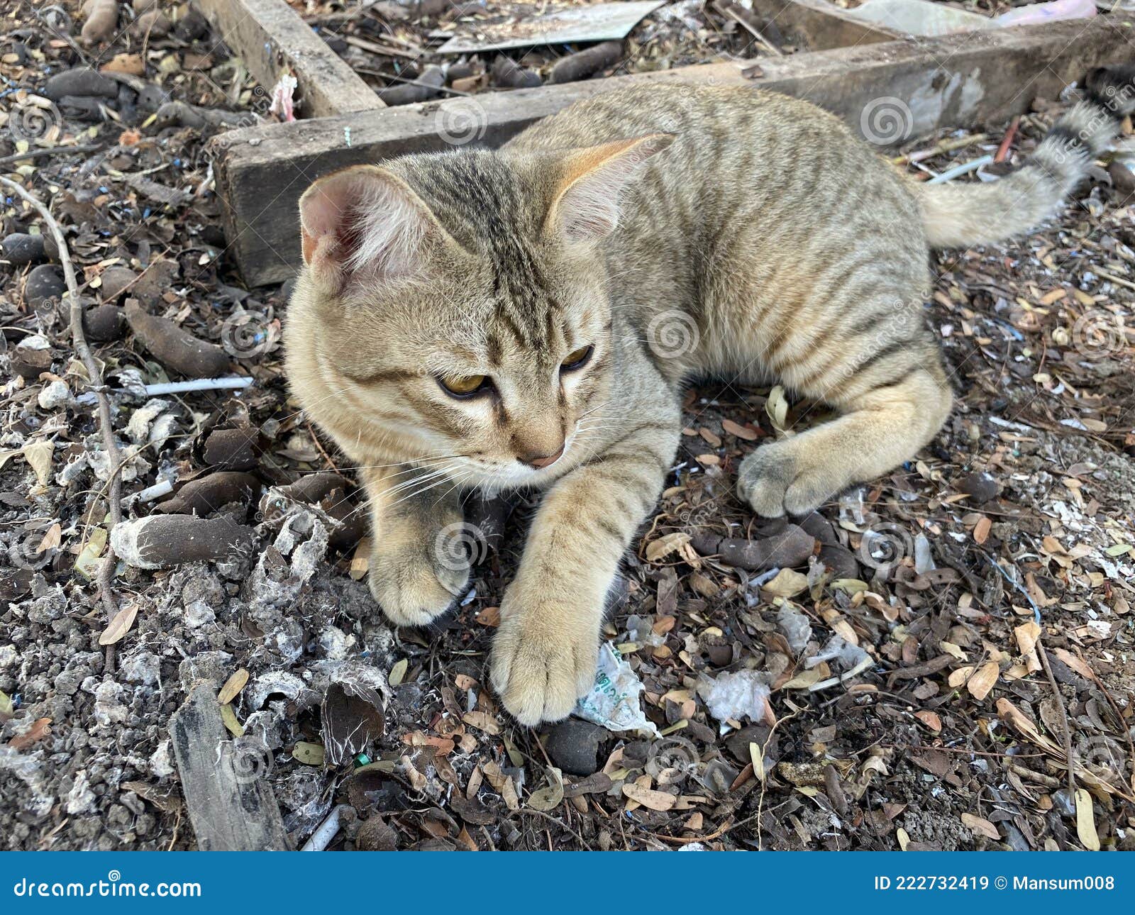 Cute Tabby Cat on the Ground Stock Image - Image of close, tabby: 222732419