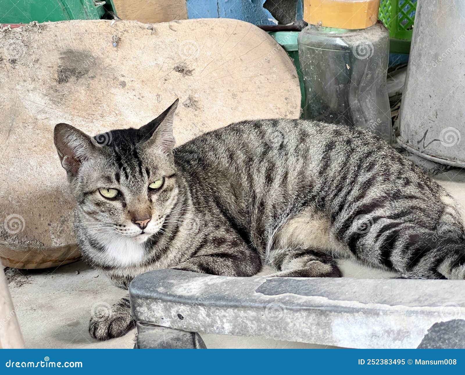 Cute Tabby Cat on the Ground Stock Image - Image of white, feline ...