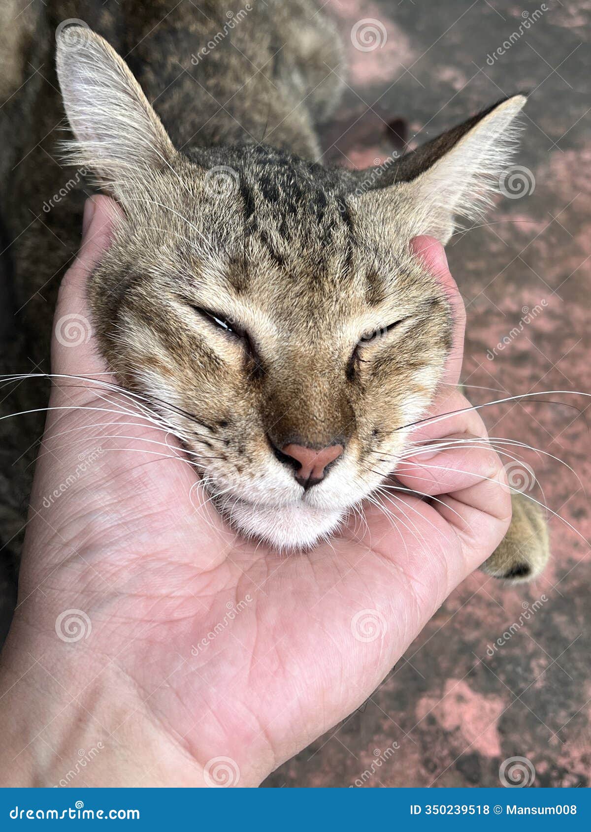 Cute tabby cat and hand stock photo. Image of domestic - 350239518