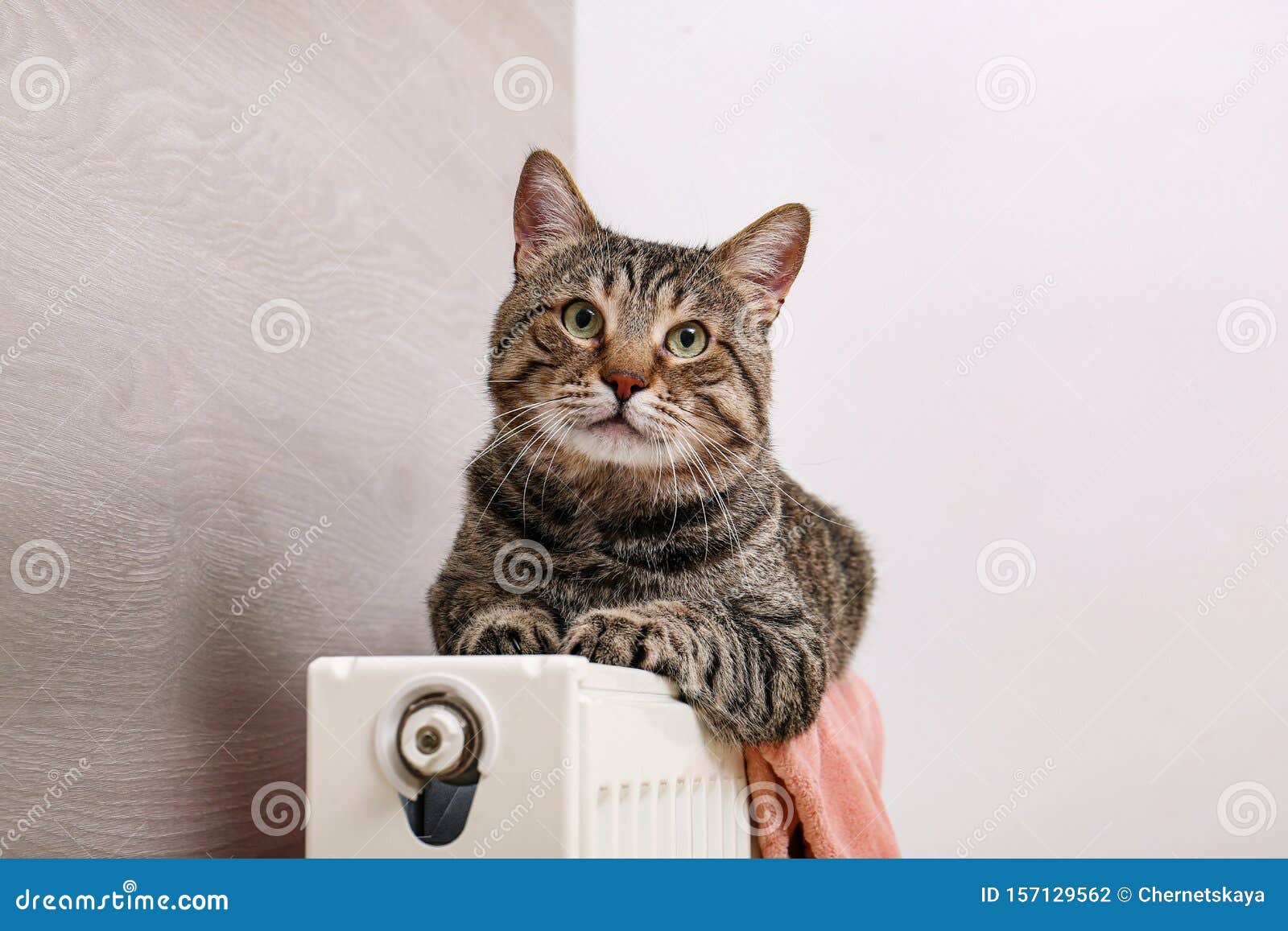 Cute Tabby Cat on Heating Radiator with Plaid Stock Photo - Image of ...