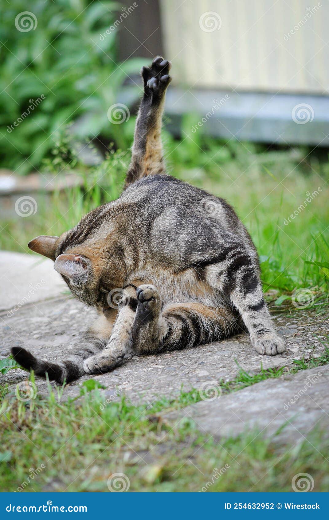 Cute Tabby Cat Licking Itself Stock Photo - Image of feline, paws ...