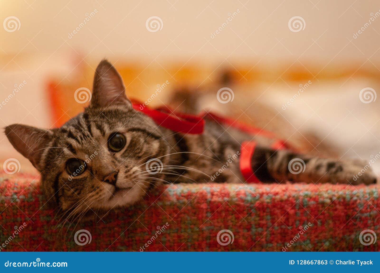 Cute Tabby Cat Looking into the Camera and Relaxing Stock Image - Image ...