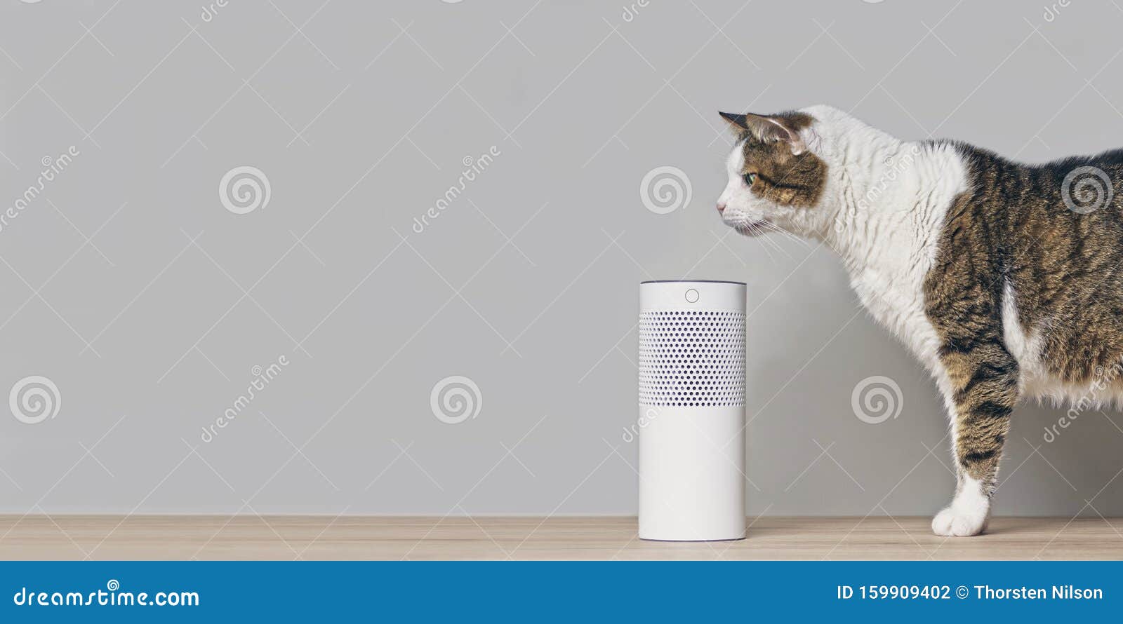 Cute Tabby Cat Looking Curious To a Voice Controlled Smart Speaker ...