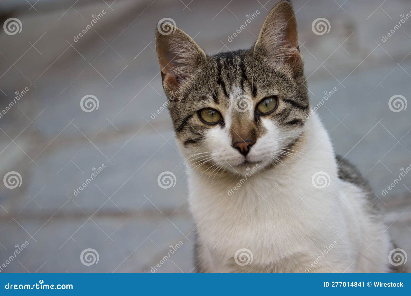 Cute Tabby Cat Looking Directly at the Camera with a Curious Expression ...