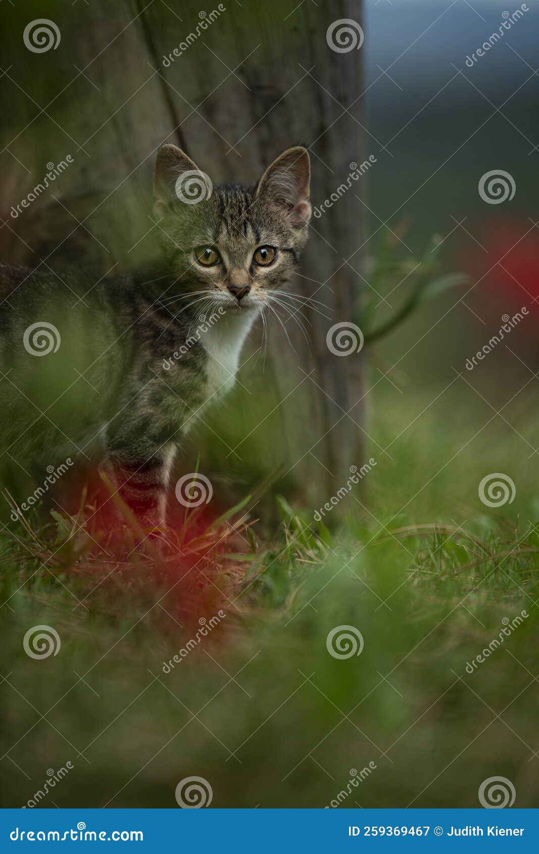 Cute tabby cat in a meadow stock image. Image of camera - 259369467