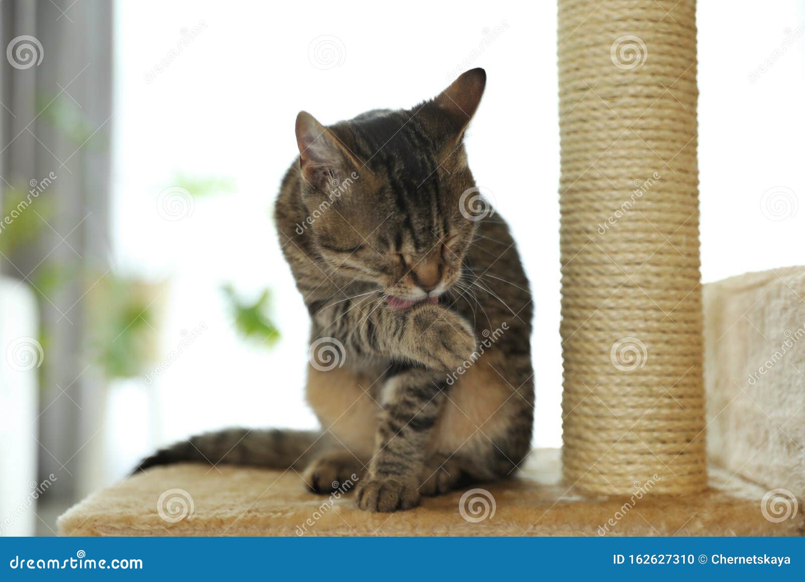 Cute Tabby Cat and Pet Tree Stock Photo - Image of friend, grey: 162627310