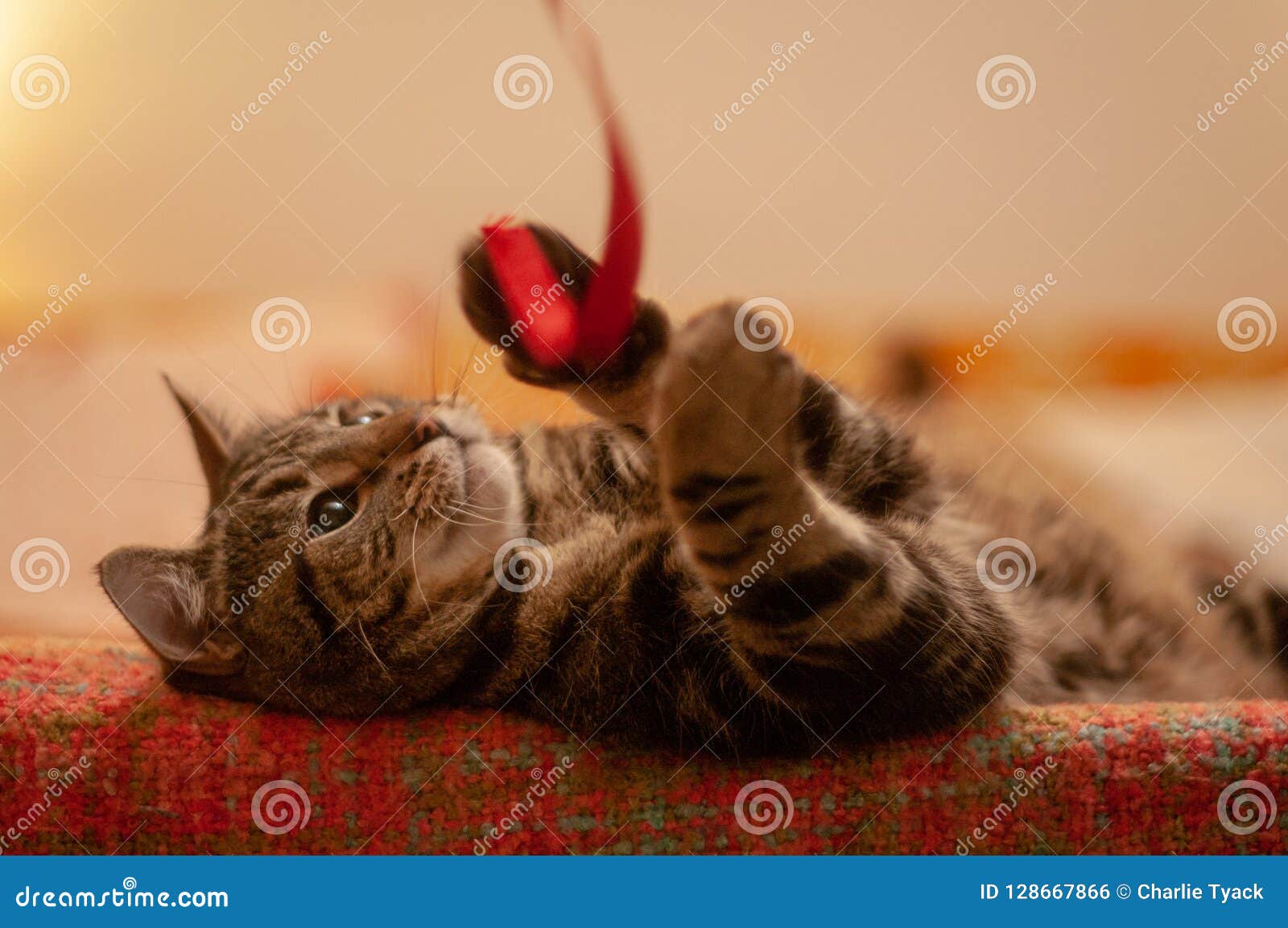 Cute Tabby Cat Playing with a Red Ribbon Stock Photo - Image of kitty ...