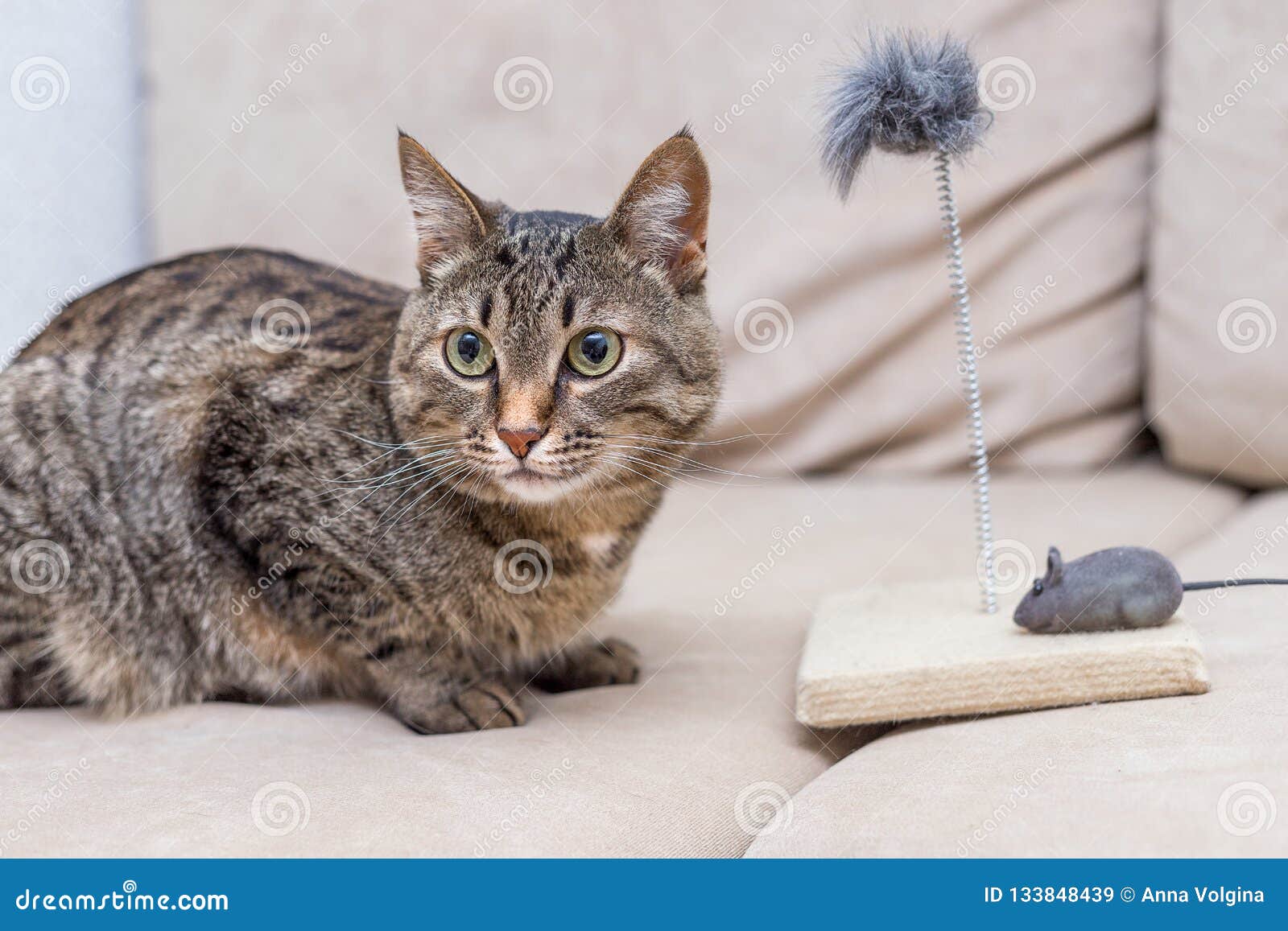 Cute Tabby Cat Playing with a Toy Mouse Stock Image - Image of pretty ...