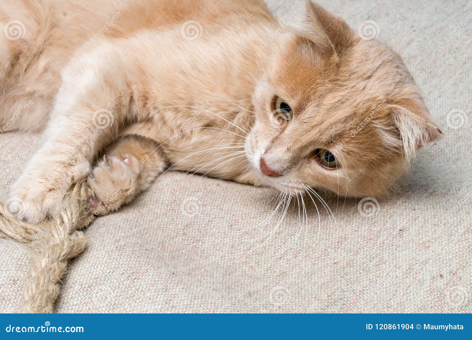 The cat plays with a rope stock photo. Image of babyanimal - 120861904