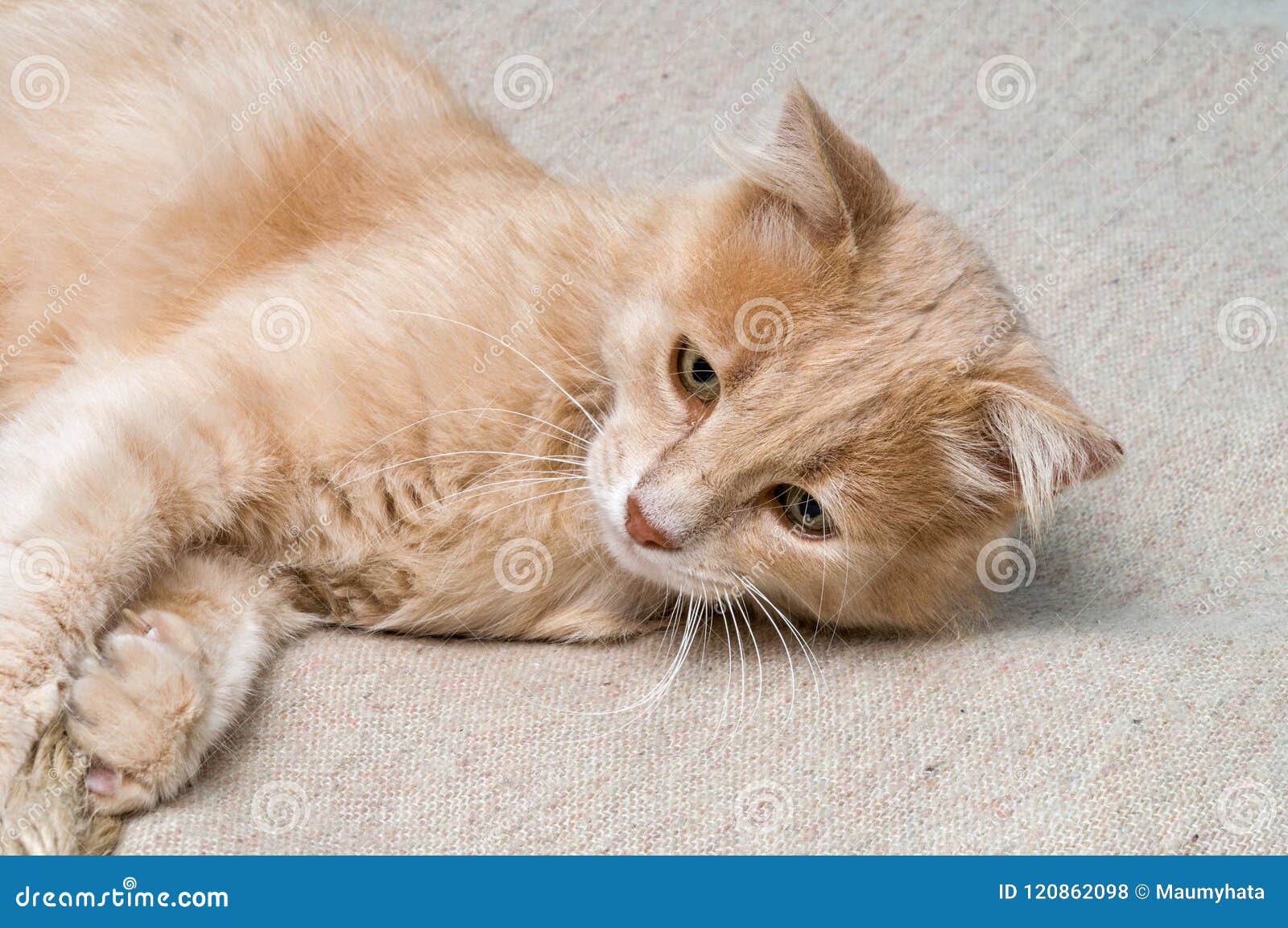 The cat plays with a rope stock photo. Image of detail - 120862098