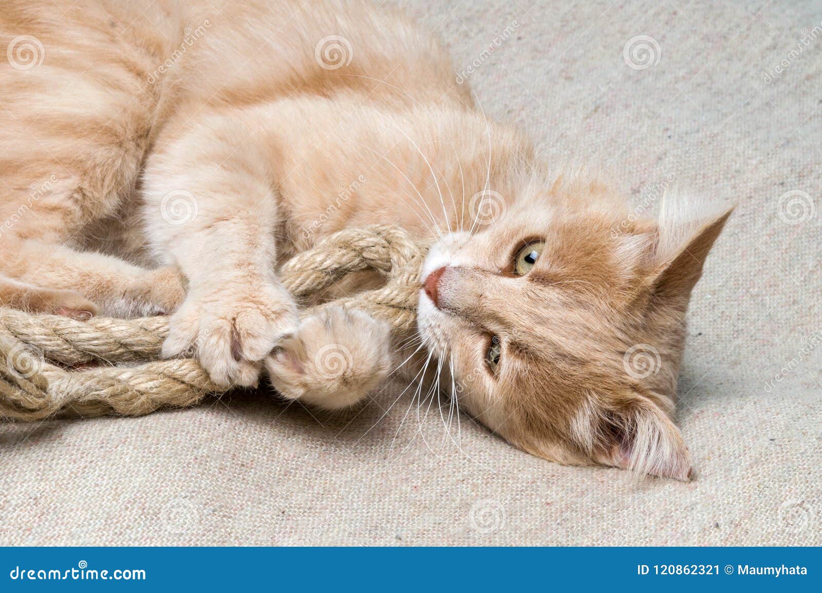 The cat plays with a rope stock image. Image of playful - 120862321
