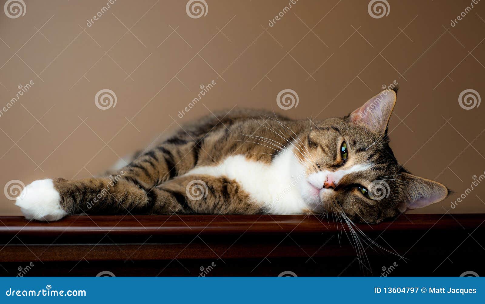 Cute tabby cat resting. stock image. Image of cute, sleep - 13604797