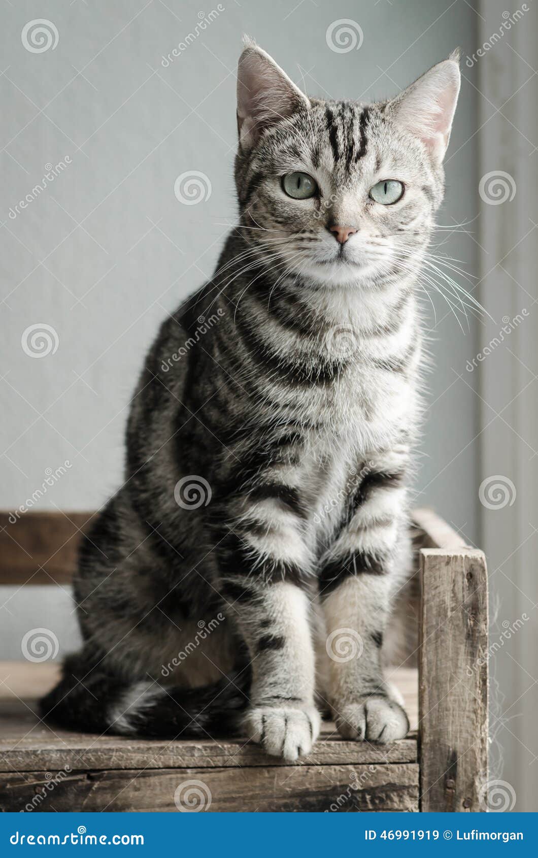 Cute Tabby Cat Sitting and Looking Stock Image - Image of furry, feline ...