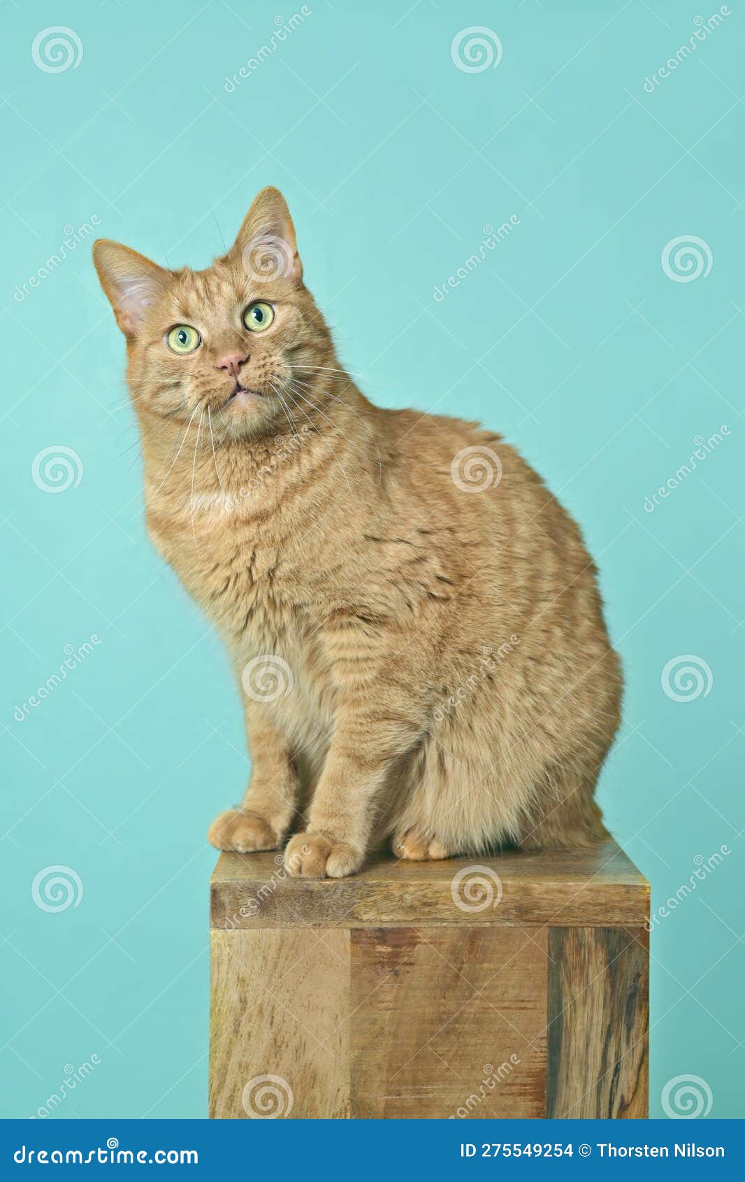 Cute Tabby Cat Sitting on Wooden Column and Looking Funny at Camera ...