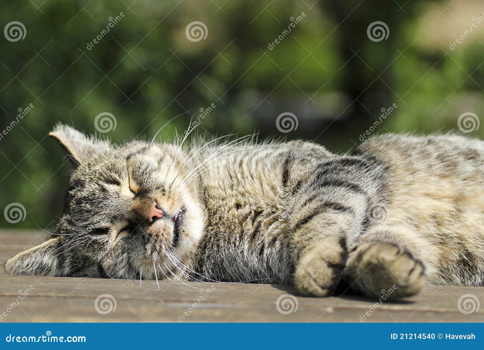 Cute Tabby Cat Sleeping on the Table Stock Photo - Image of meow ...