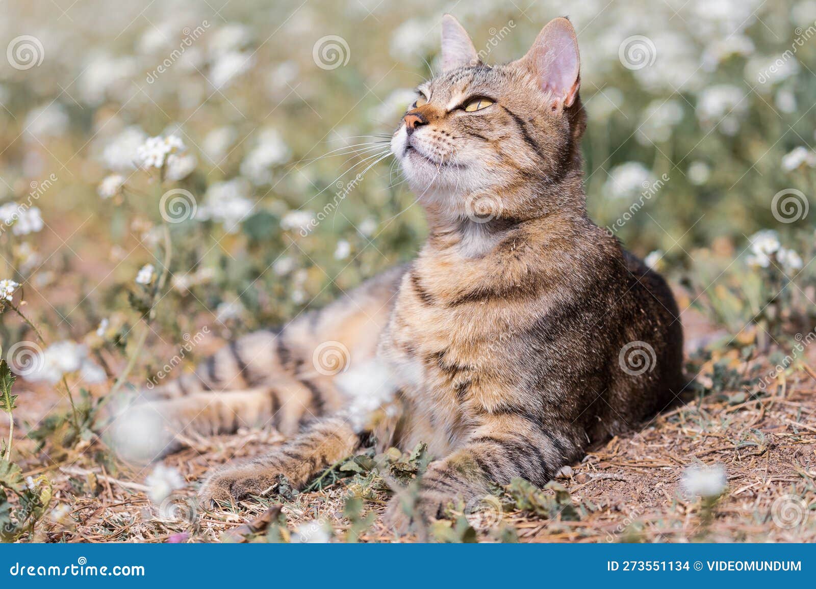 Cute tabby cat sunbathing stock photo. Image of animal - 273551134