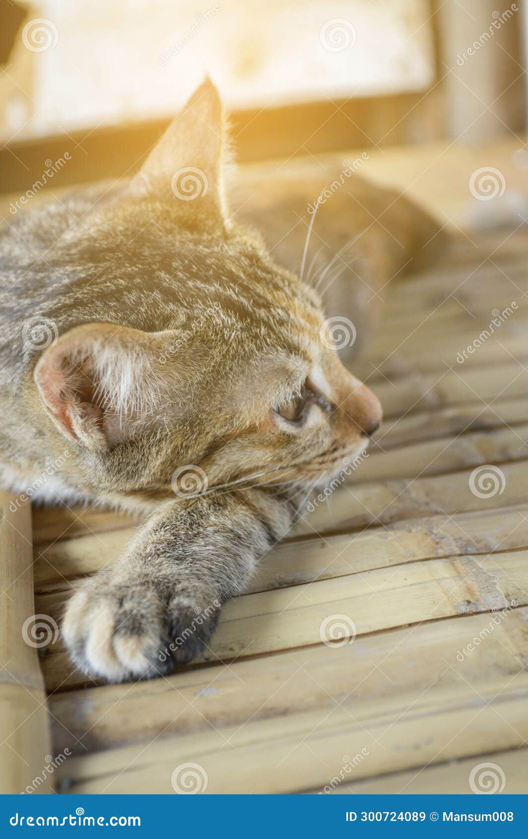 Cute Tabby Cat on the Table Stock Image - Image of domestic, outdoor ...