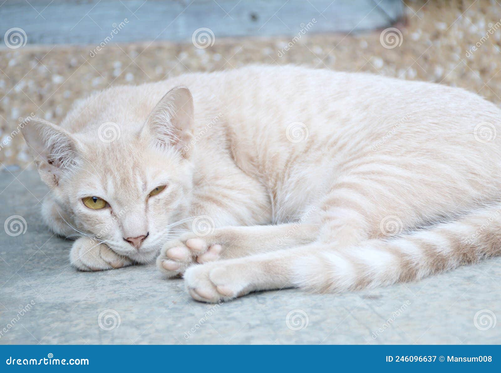 Cute tabby cat on table stock image. Image of brown - 246096637