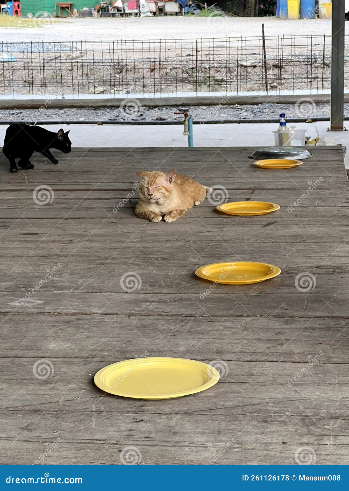 Cute tabby cat on table stock photo. Image of feline - 261126178