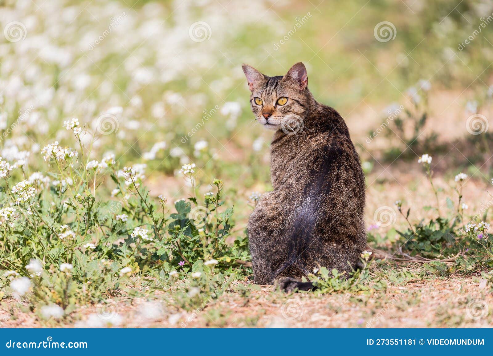 Cute Tabby Cat Turning Around Stock Image - Image of whisker, cute ...
