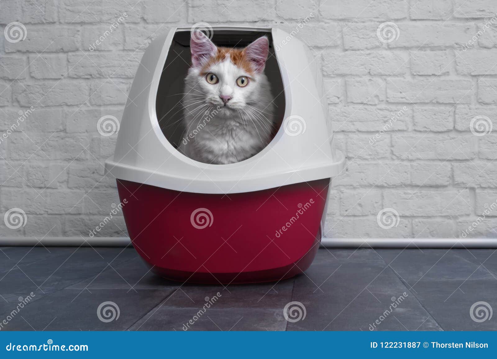 Cute Tabby Cat Using a Red, Closed Litter Box. Stock Image - Image of ...